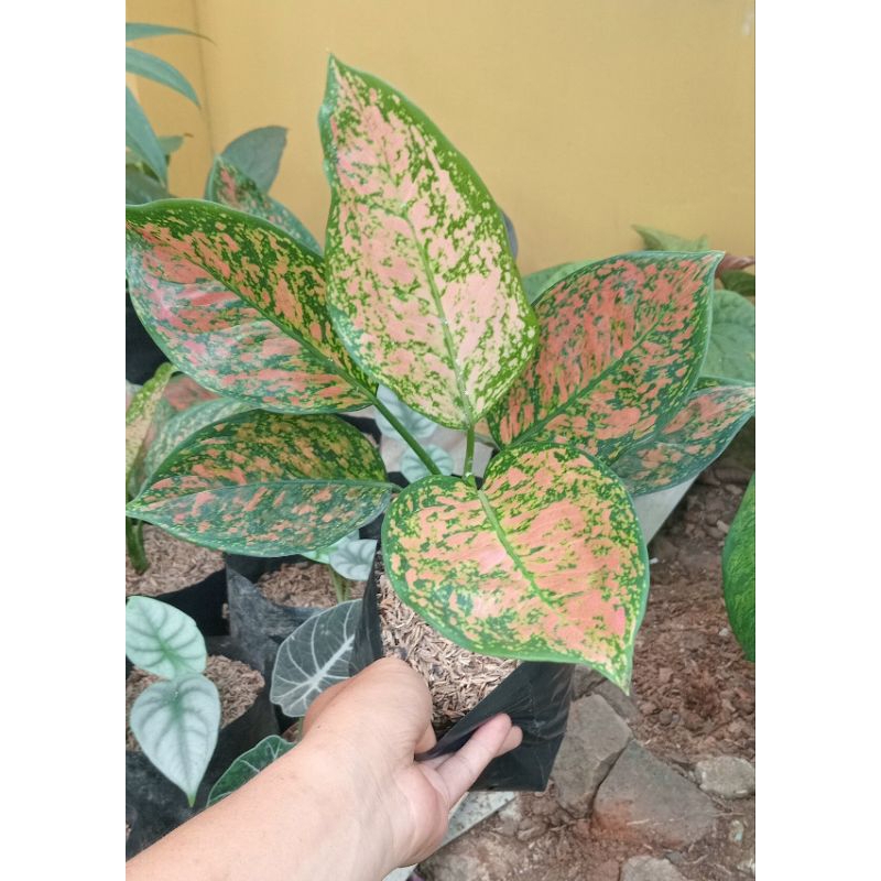 Jual Rubi Orange/Dinamic Ukuran Besar | Shopee Indonesia
