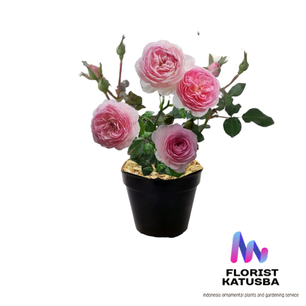 Jual tanaman hias bunga mawar import moncour dikirim full media ...