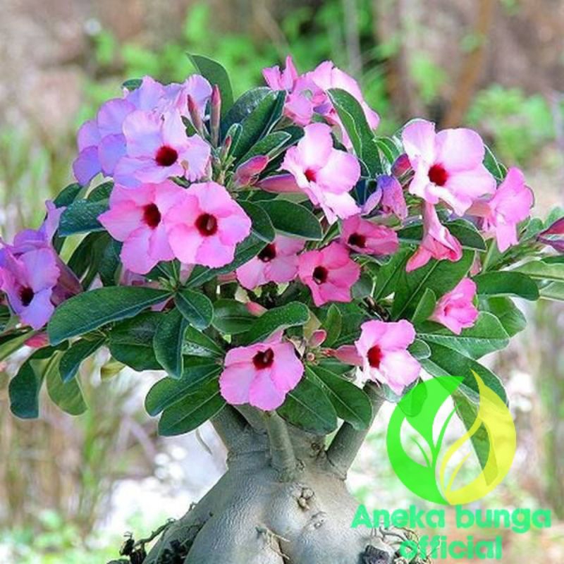 Jual Tanaman hias bunga adenium tumpuk pink cantik / Kamboja jepang ...