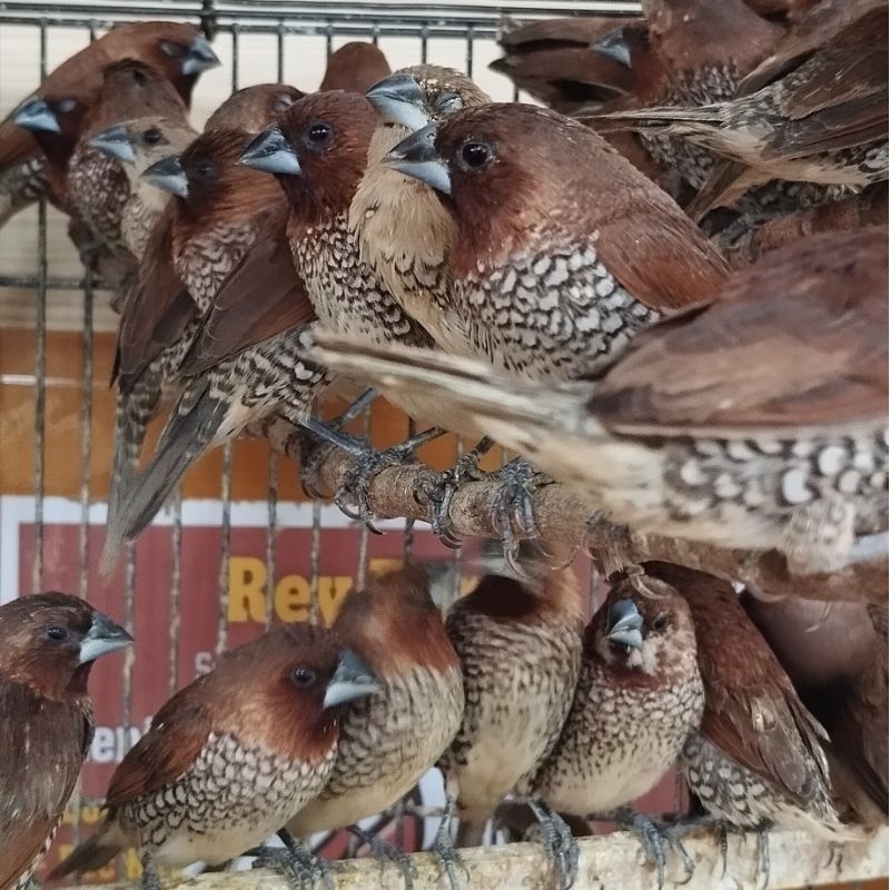 Jual BURUNG EMPRIT / BURUNG SAWAH /BURUNG PIPIT / EMPRIT PEKING ...