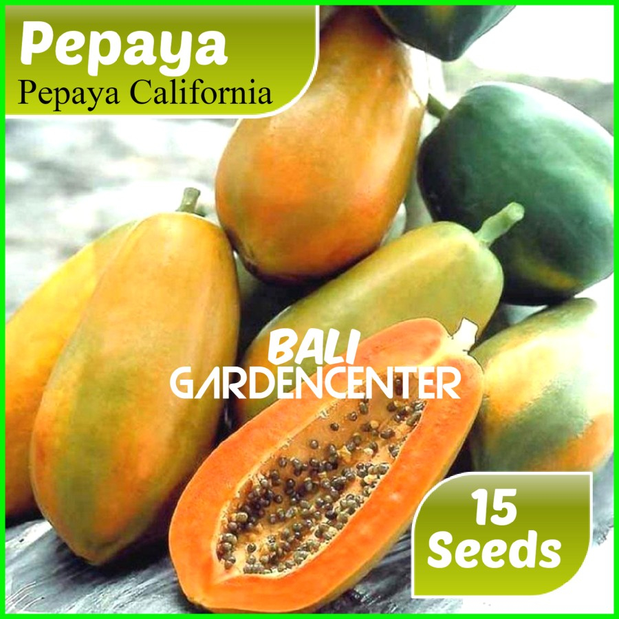 Jual Isi 15 Benih Biji Pepaya - Pepaya California | Shopee Indonesia