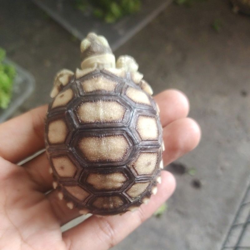 Jual mainan sulcata 5 6 cm cb indo sehat | Shopee Indonesia