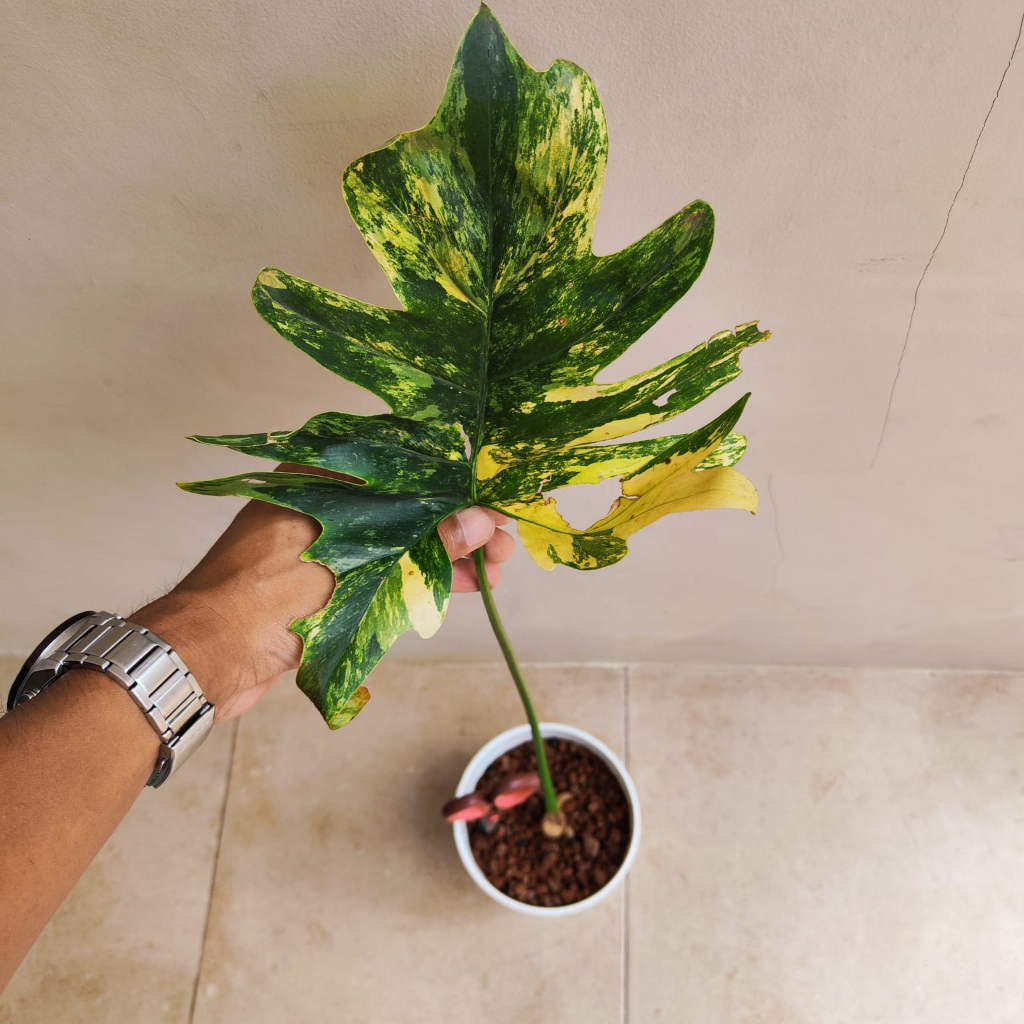 Jual Thaumatophyllum Java Beauty | Shopee Indonesia