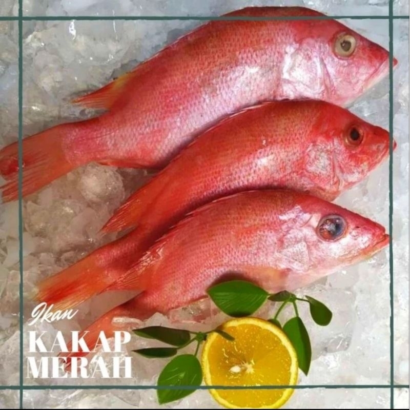 Jual IKAN KAKAP MERAH fresh 1kg | Shopee Indonesia
