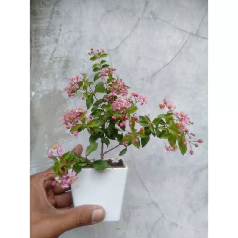 Jual bunga sakura mini tanaman sakura mini bahan bonsai sakura Jepang ...