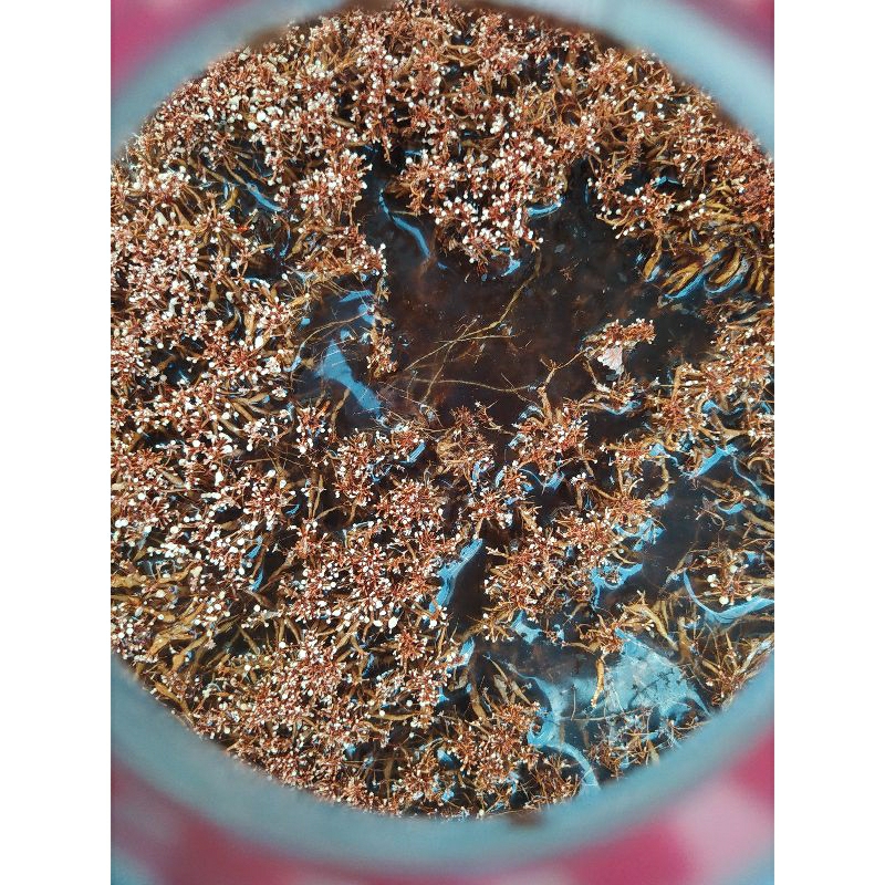 Jual jamur jakaba pupuk tanaman (biang/bibit/pupuk) | Shopee Indonesia
