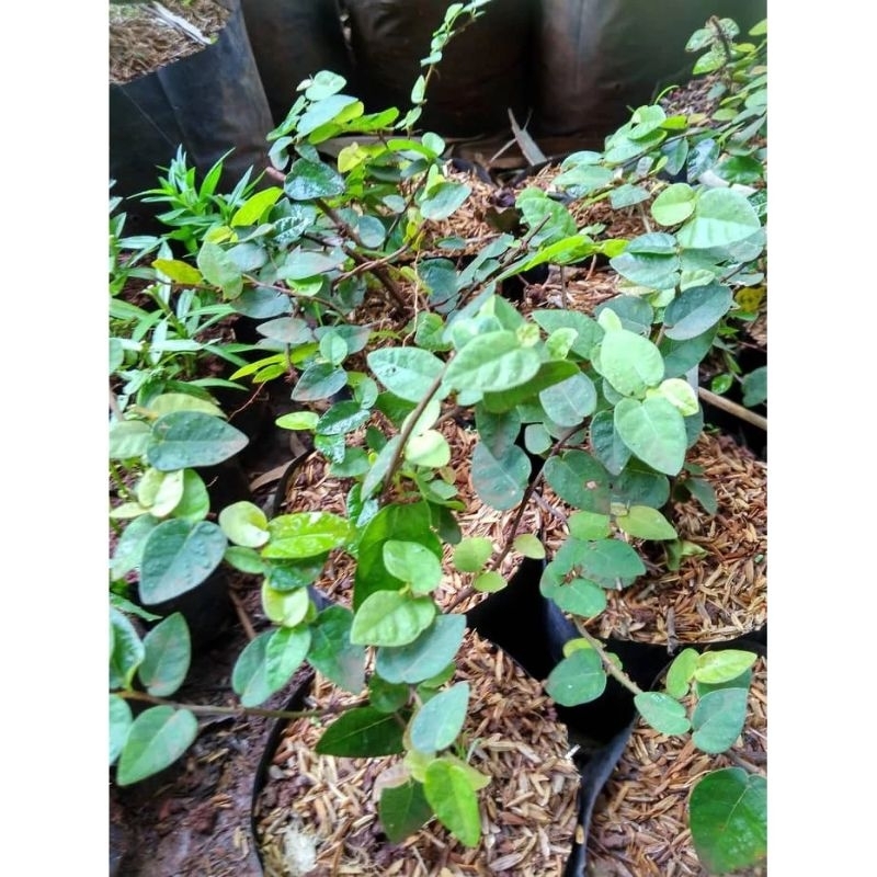 Jual TANAMAN HIAS RAMBAT DOLAR MINI, Dolar kecil rambat mini indor ...