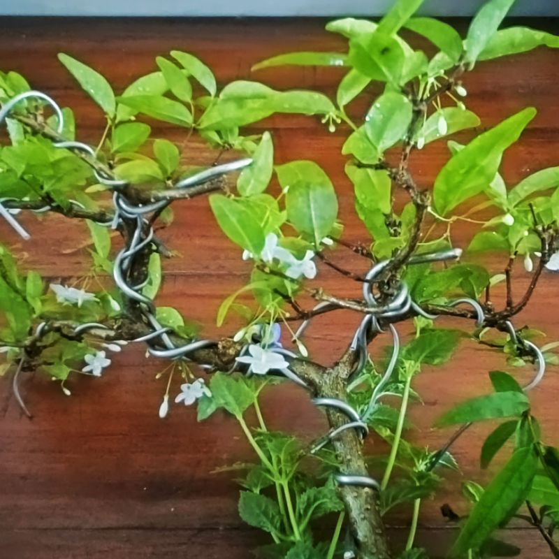Jual Bahan bonsai Anting Putri (Wrightia Religiosa) | Shopee Indonesia
