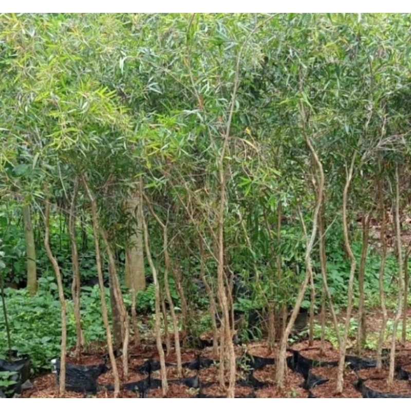 Jual pohon kayu putih - Tanaman Hias Kayu putih Tinggi 2 meter | Shopee ...