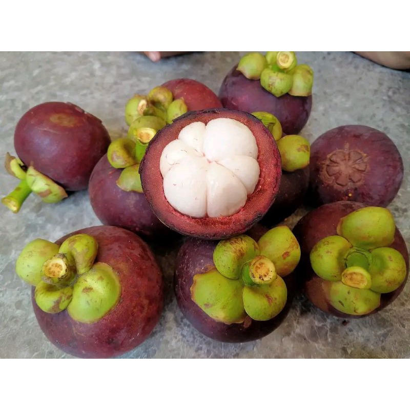 Jual manggis-buah lokal | Shopee Indonesia