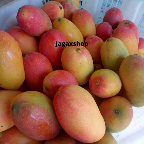 Jual Buah mangga Podang Fresh 1 Kg Matang Pohon Asli Kediri | Shopee ...