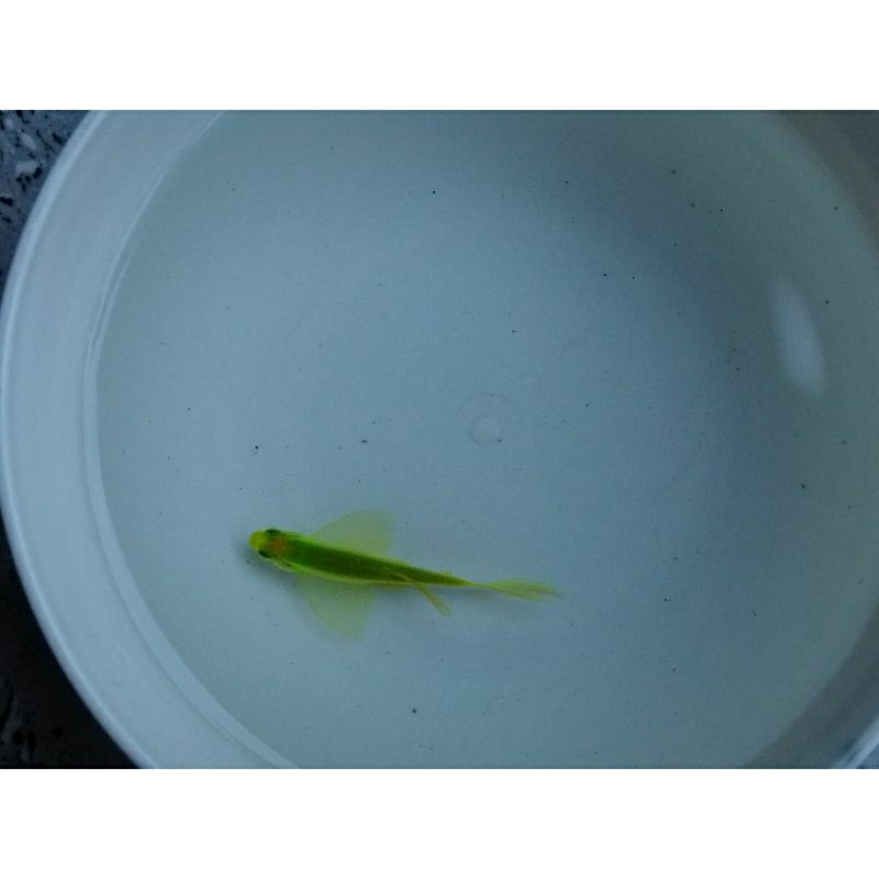 Jual Danio Slayer Hijau | Shopee Indonesia