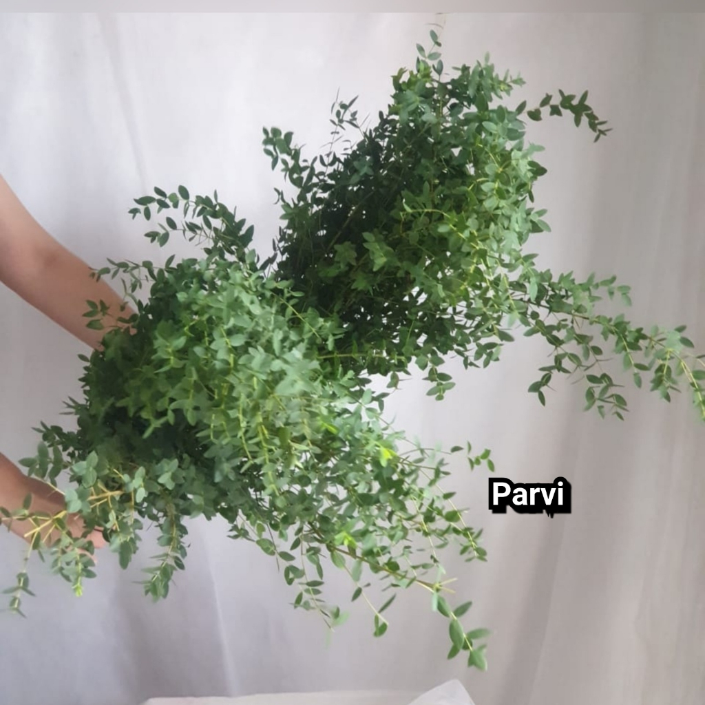 Jual Daun Parvi Daun Segar Dekorasi Daun Hias | Shopee Indonesia