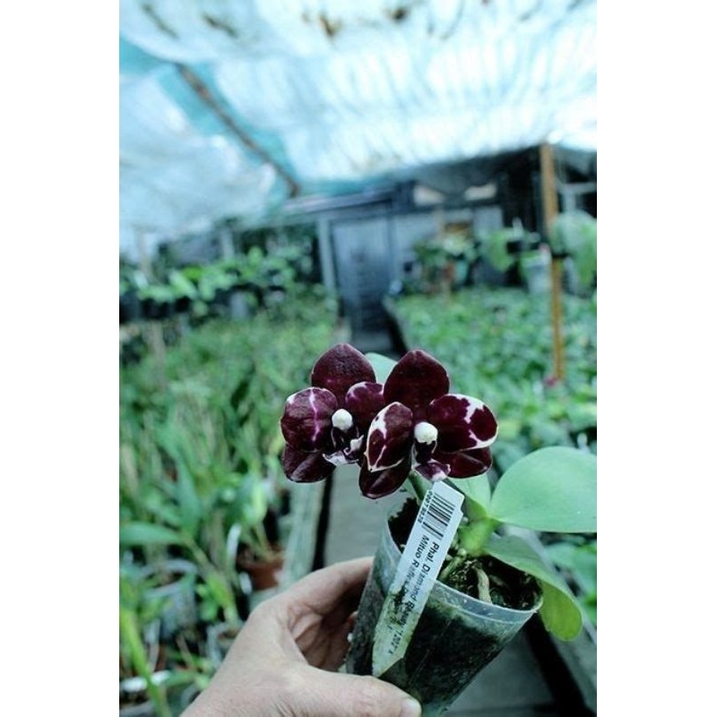 Jual Anggrek Bulan Mini Phalaenopsis Black Cobras Hunter White Shopee Indonesia