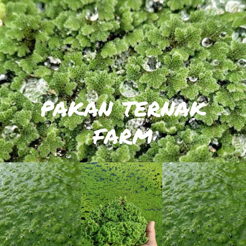 Jual bibit azolla azolla 1 kilo // azola // azzola // azzolla ...