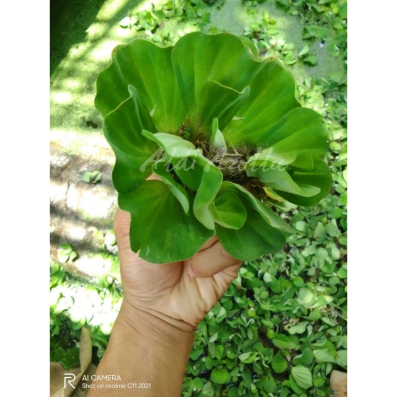 Jual Api Apu isi 6 Tanaman Apung Aquascape Hiasan Aquarium Tanaman Air ...
