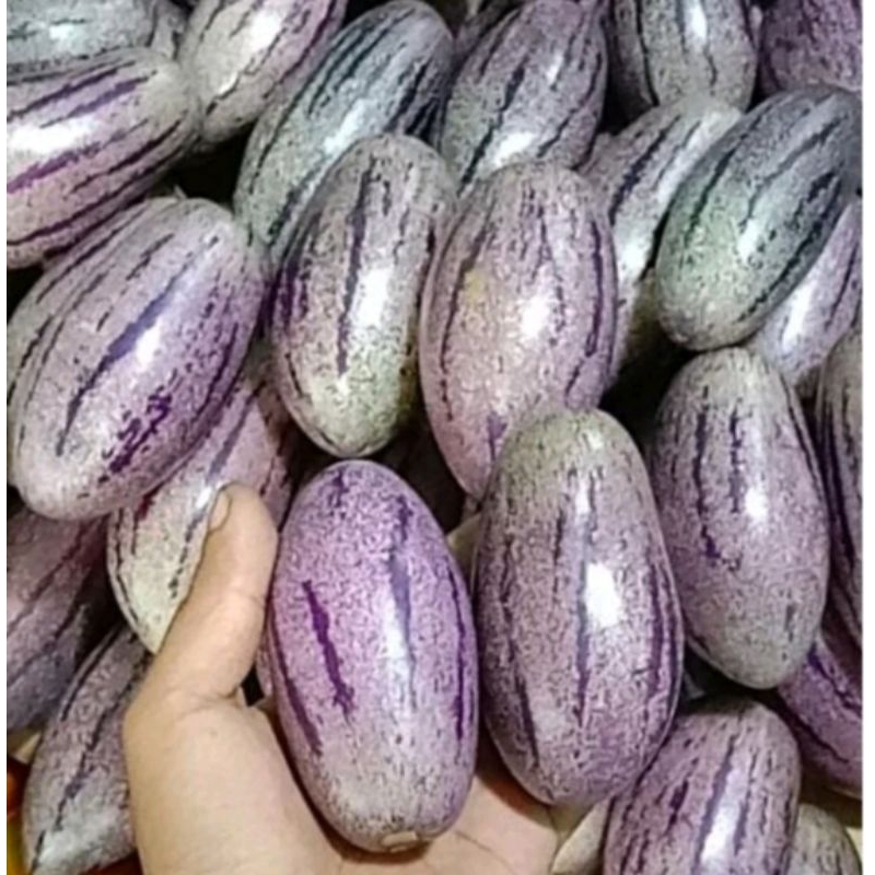 Jual buah papino 1000gram /1kg fress dari petani (obat penurun darah ...