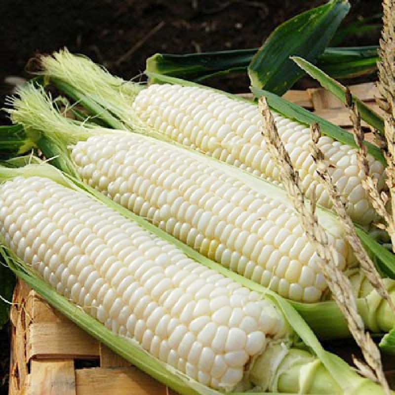 Jual Benih Jagung Putih - Biji Jagung Pulut Ketan Kenyal - repack ...