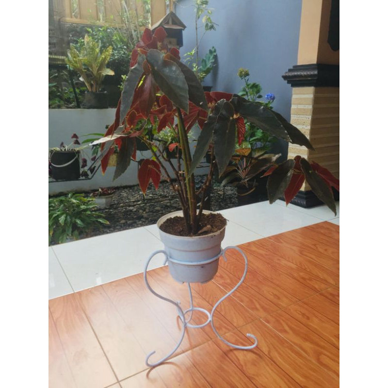 Jual Tempat Pot Bunga standing planter | Shopee Indonesia