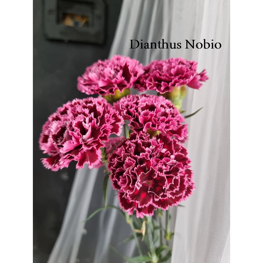 Jual Bunga Potong Dianthus Motif Fresh Flower Dekorasi Bunga Hias ...