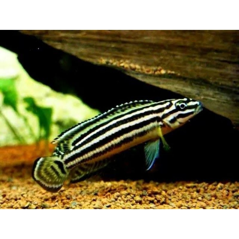 Jual cichlid tanganyika julidochromis regani | Shopee Indonesia