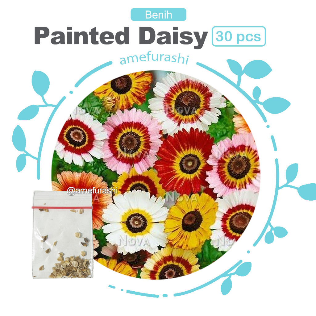 Jual Amefurashi 10 Benih Biji Bibit Bunga Peony Mix Paeonia Lactiflora ...