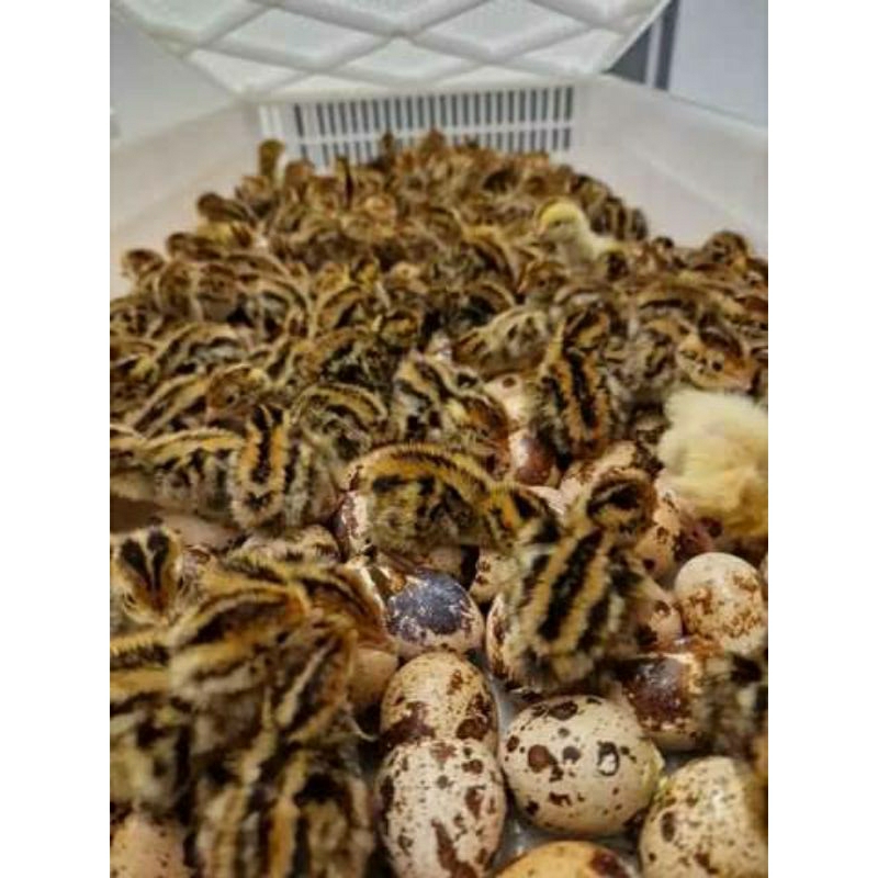 Jual Anakan Burung Puyuh Murah | Shopee Indonesia