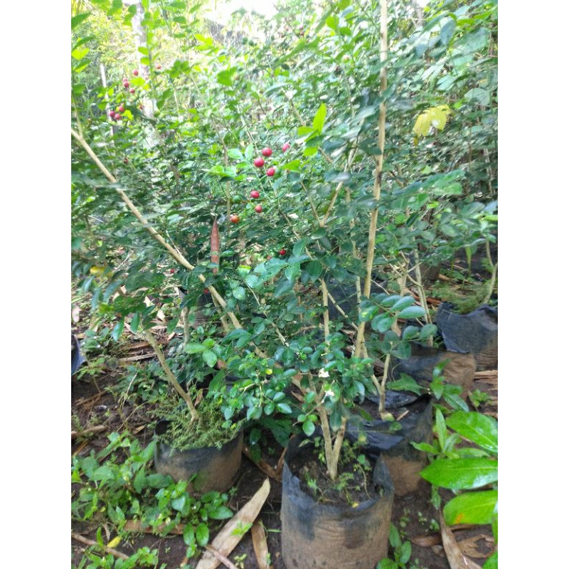 Jual tanaman hias kemuning jepang | Shopee Indonesia