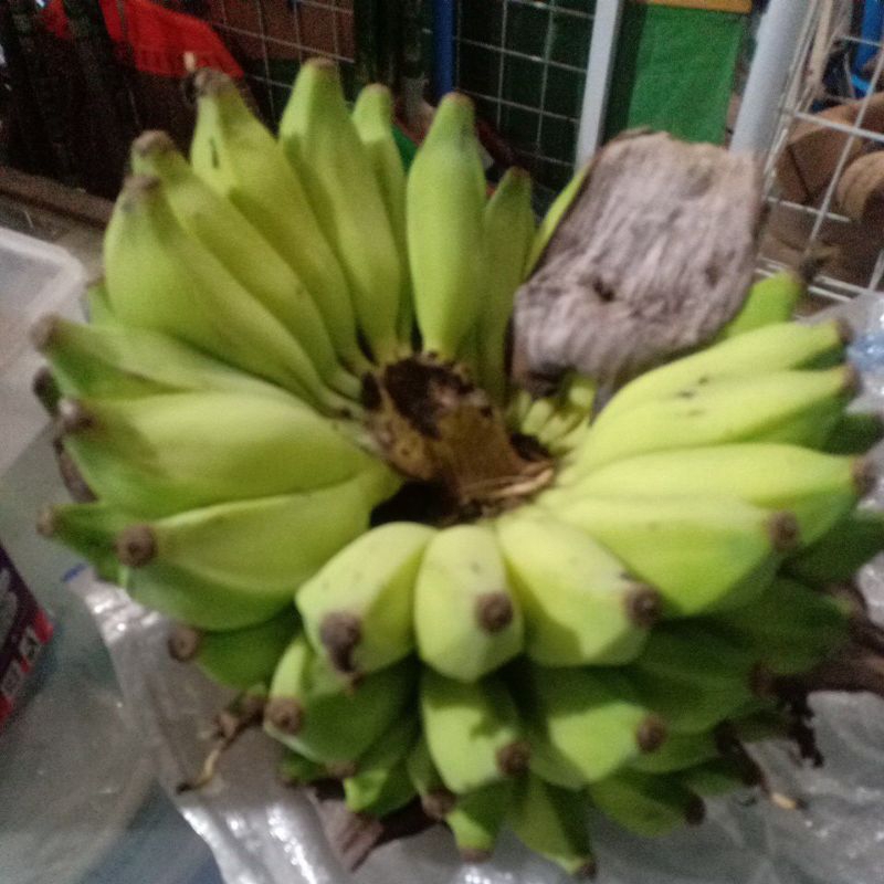 Jual Pisang Kluthuk / Klutuk Muda | Shopee Indonesia