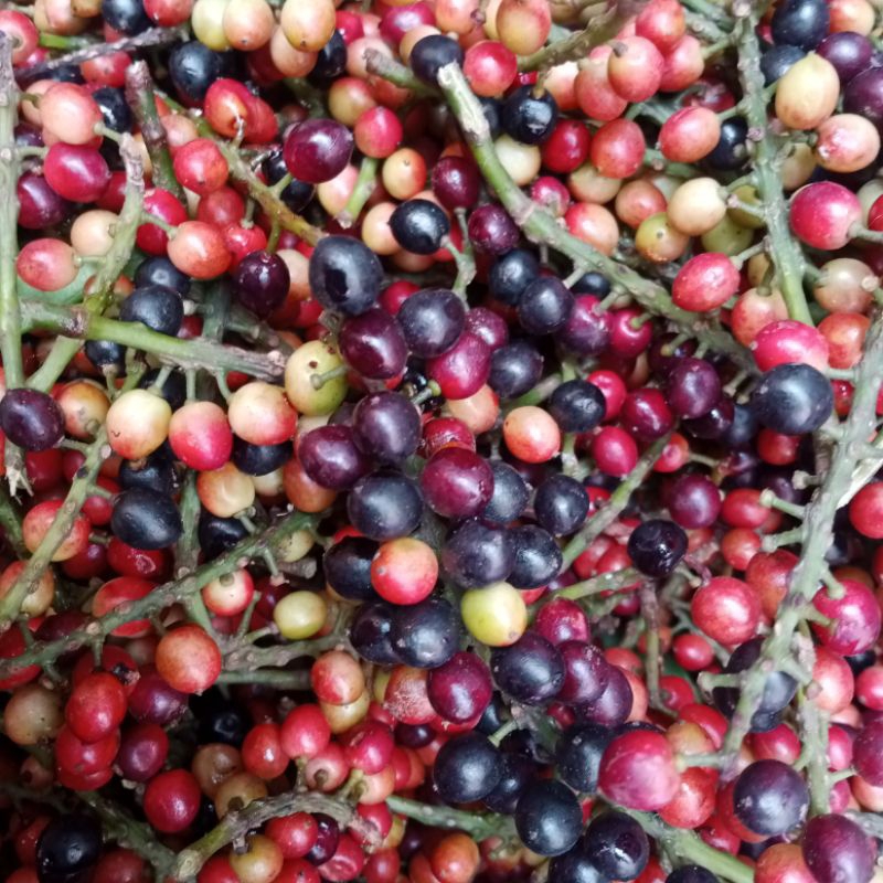 Jual Buah buni 1 kg buah huni buah langka buah musiman buah ibu ngidam ...