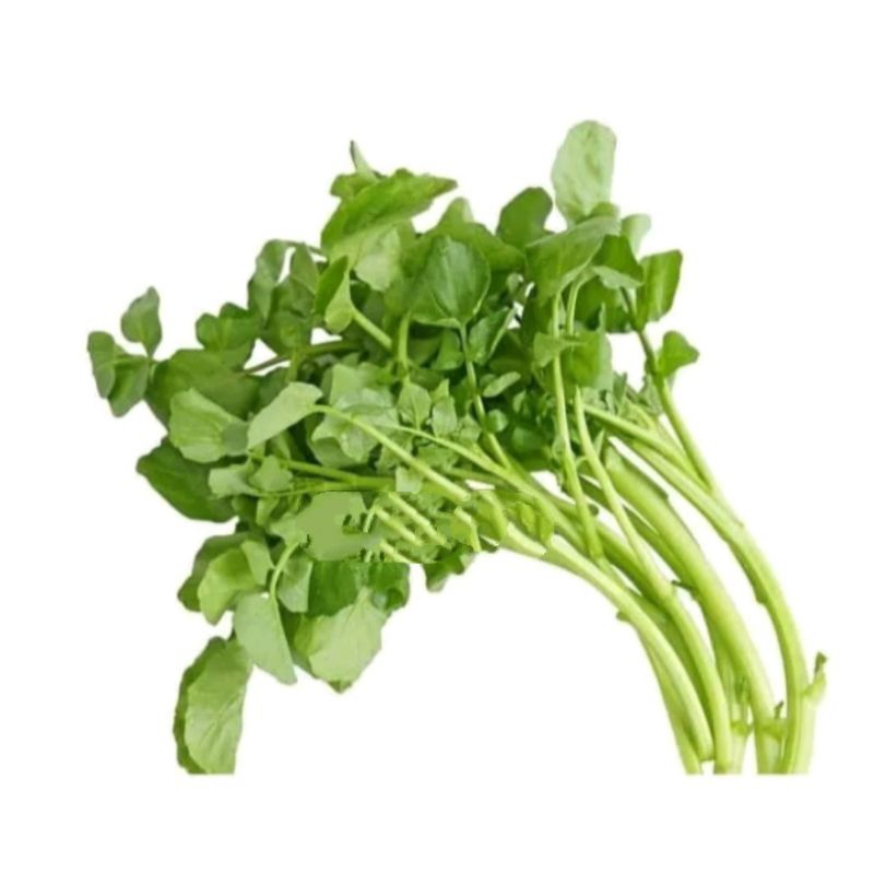 Jual Sayur selada/parit segar | Shopee Indonesia