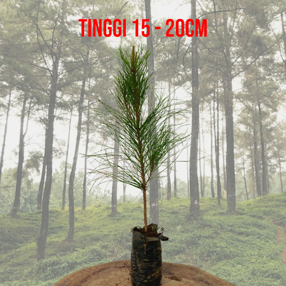 Jual Bibit Pinus Sengon Sidakangen 30CM UP Tanaman Benih Kualitas Super ...