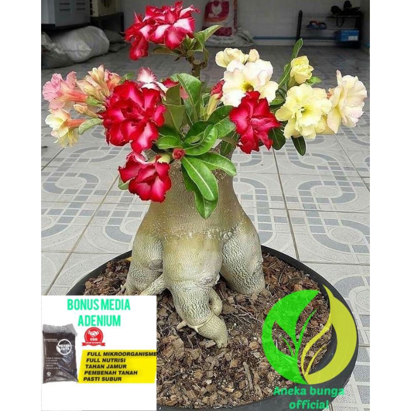 Jual ( Adenium tumpuk + media tanam ) Bunga adenium tumpuk warna warni ...
