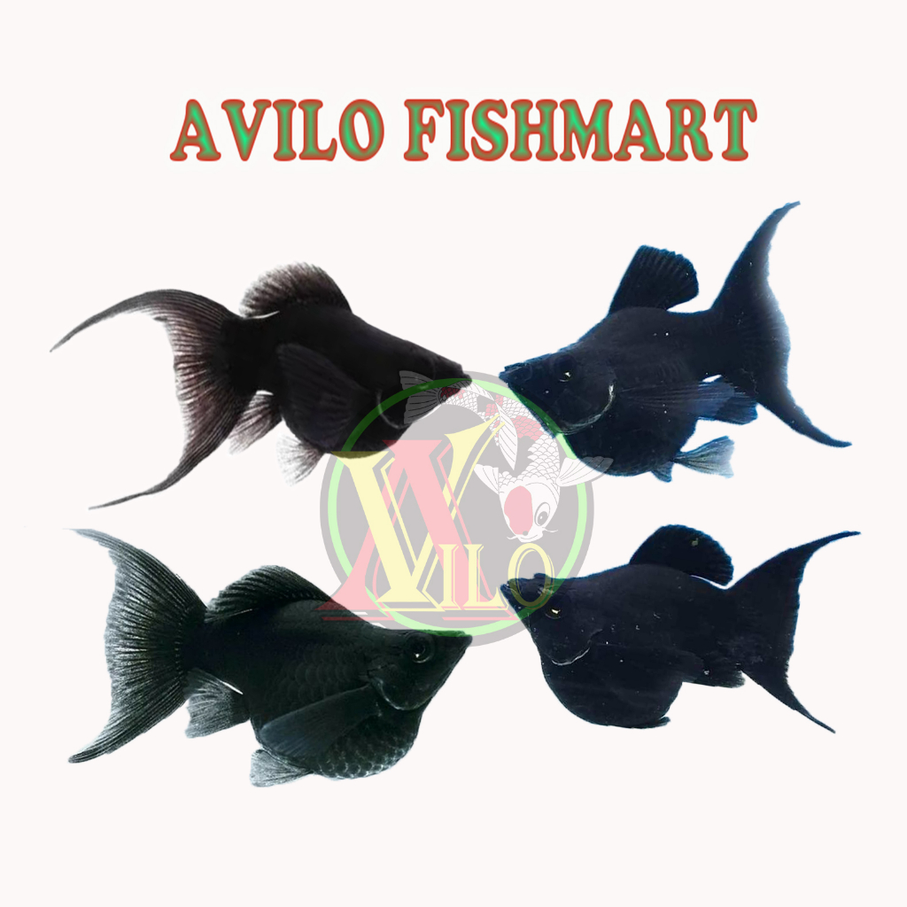 Jual ikan hias aquascape black moli balon molly cagak ekor cawang ...