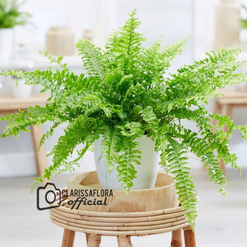 Jual PROMO !! Paket 3 PCs tanaman pembersih udara ( pakis embun - peace ...