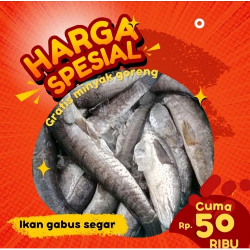 Jual Ikan gabus segar 1kg (bukan frozen) free dibersihkan gratis minyak ...