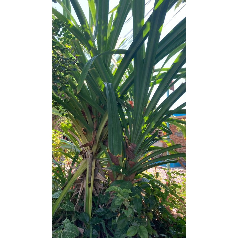 Jual bibit pandan wangi jumbo/besar/langka | Shopee Indonesia Jual bibit pandan wangi jumbo/besar/langka | Shopee Indonesia