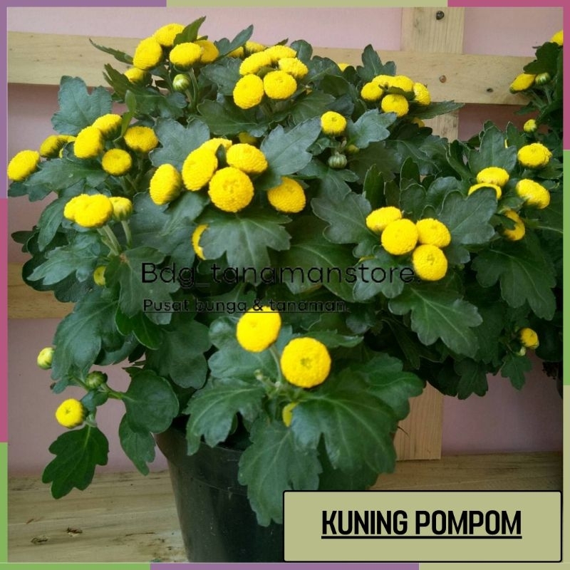 Jual TANAMAN BUNGA KRISAN SERUNI ASTER RIMBUN KUALITAS JUMBO FULL MEDIA ...