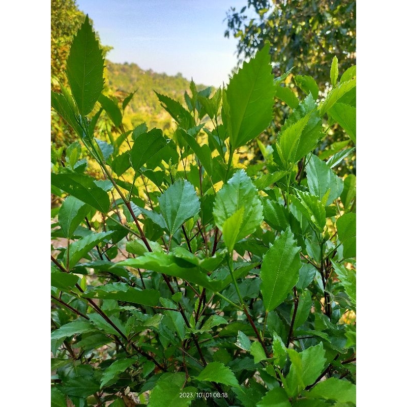 Jual daun bunga sepatu segar (1 kg) | Shopee Indonesia