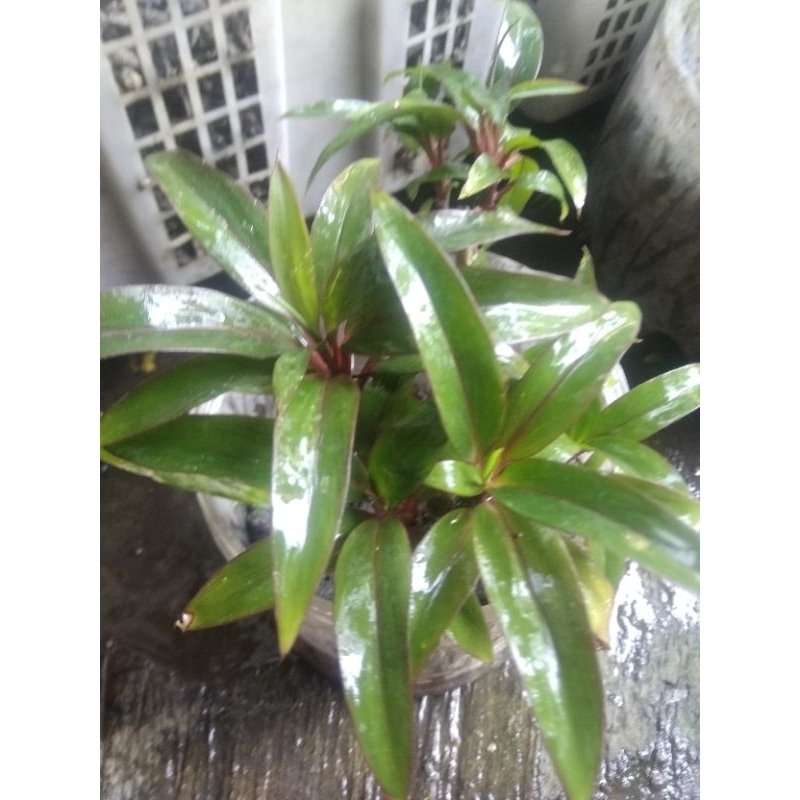 Jual Bibit Tanaman Hias Andong (stek batang) | Shopee Indonesia Jual Bibit Tanaman Hias Andong (stek batang) | Shopee Indonesia