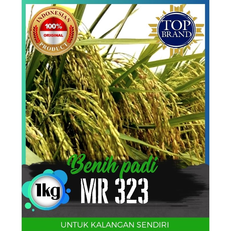 Jual benih padi mr 323 1kg | Shopee Indonesia