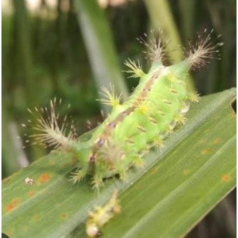 Jual Ulat bajra api/ulat beracun hidup | Shopee Indonesia