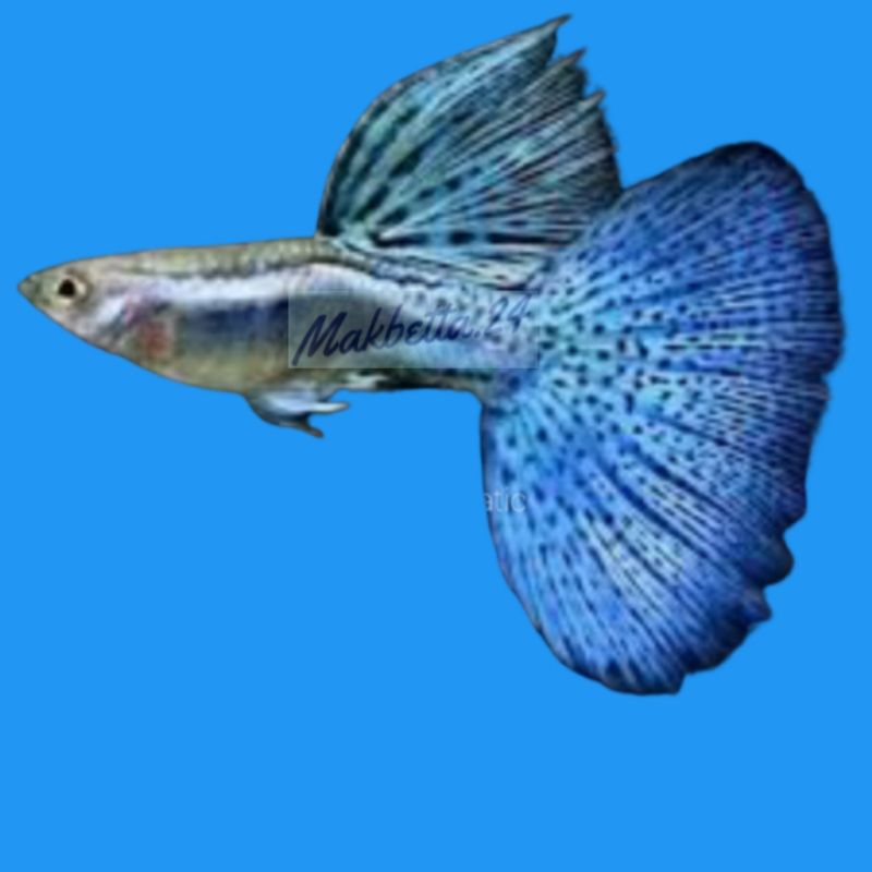 Jual packing styrofoam ikan guppy blu grass 1pasang | Shopee Indonesia