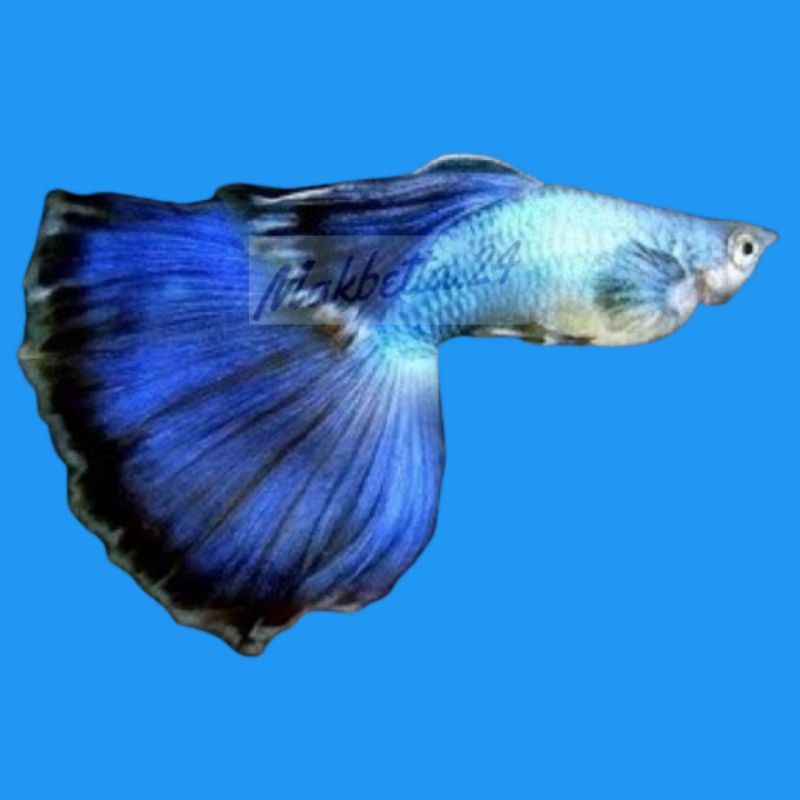 Jual packing styrofoam ikan guppy blu diamond 1pasang | Shopee Indonesia