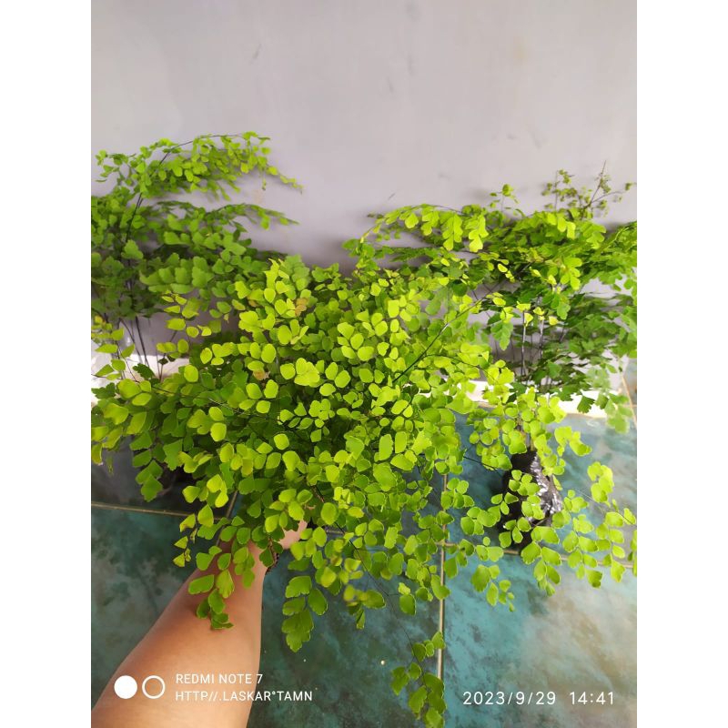 Jual tanaman suplir pohon pakis suplir halus tanaman berkualitas dan ...