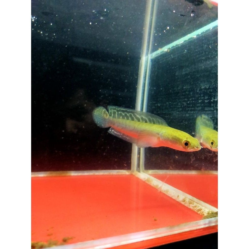 Jual PATUNG YELLOW SENTARUM 12-14 CM | Shopee Indonesia