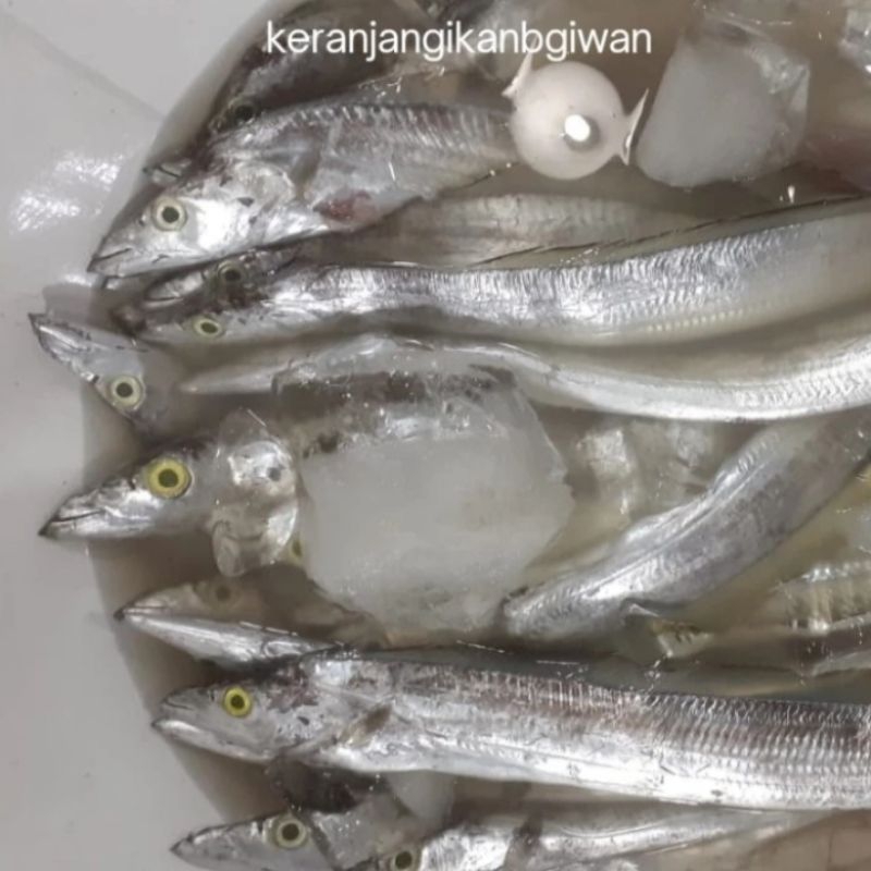 Jual Ikan layur segar 1kg (bukan frozen) free dibersihkan gratis minyak ...