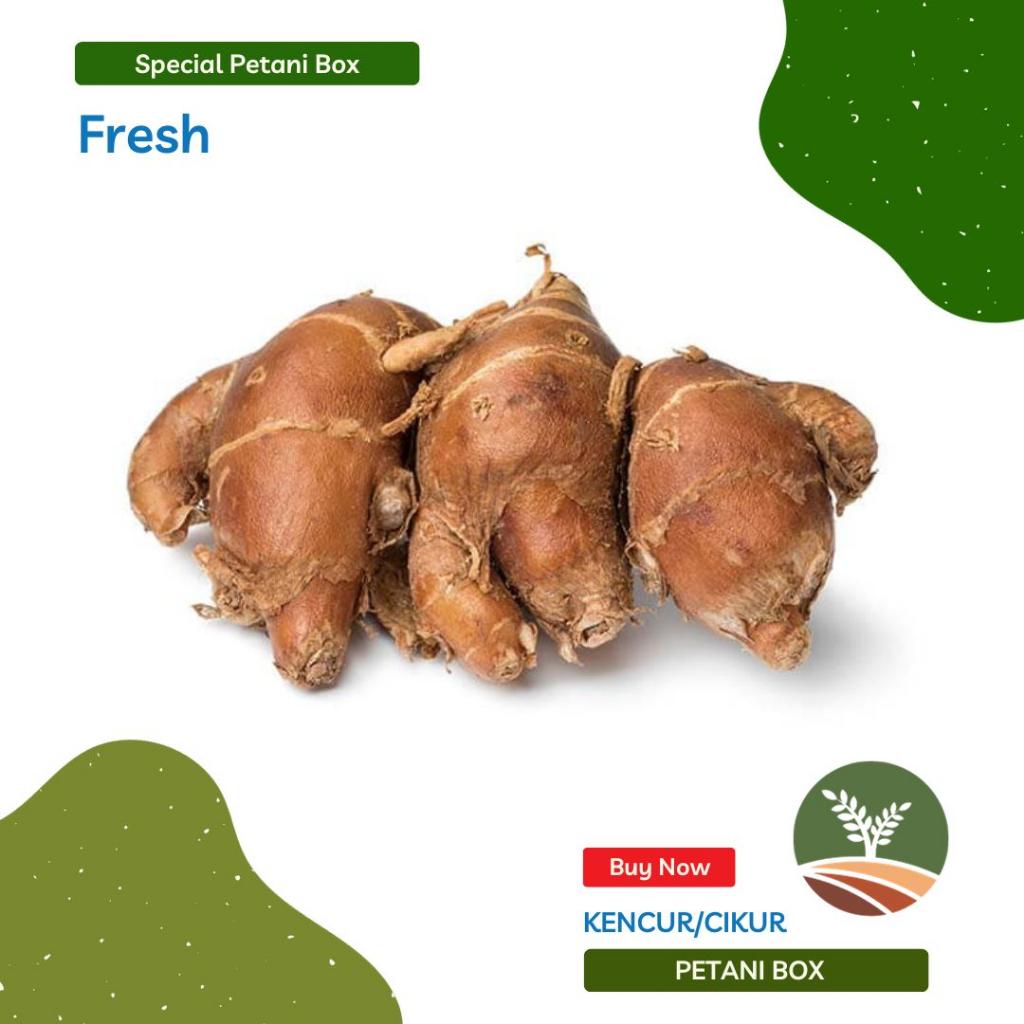 Jual Kencur Cikur Petani Box Sayur Sayuran Segar Kota Bandung | Shopee ...