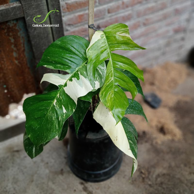 Jual tanaman hias monstera epipremnum pinantum varigata white/putih ...