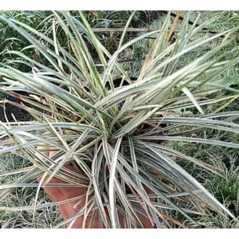 Jual daun aren muda segar 1kg | Shopee Indonesia